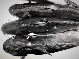 Fresh Cat Fish – Alief African Foods