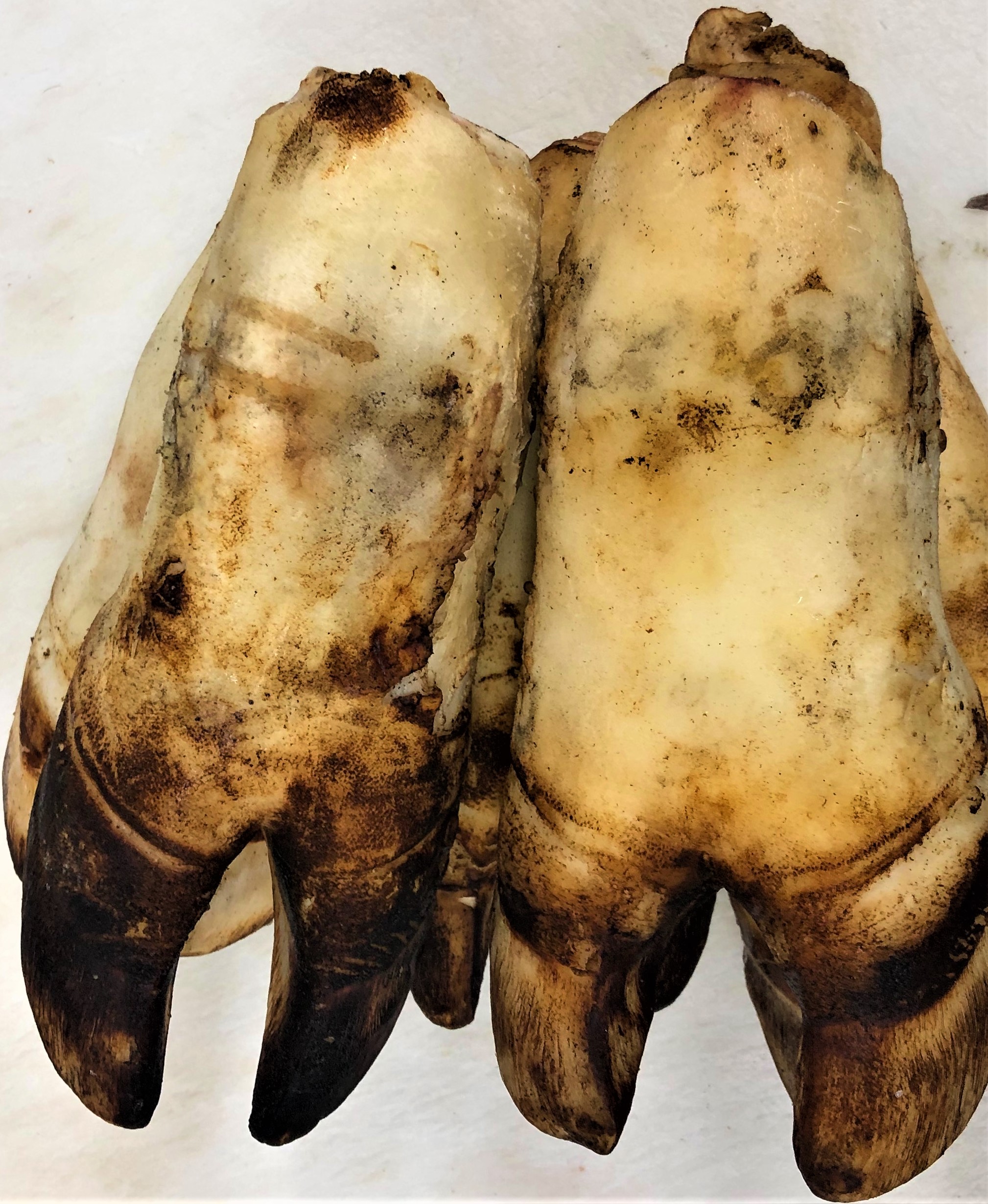 Beef Feet – Alief African Foods