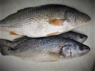 Red Fish – Alief African Foods