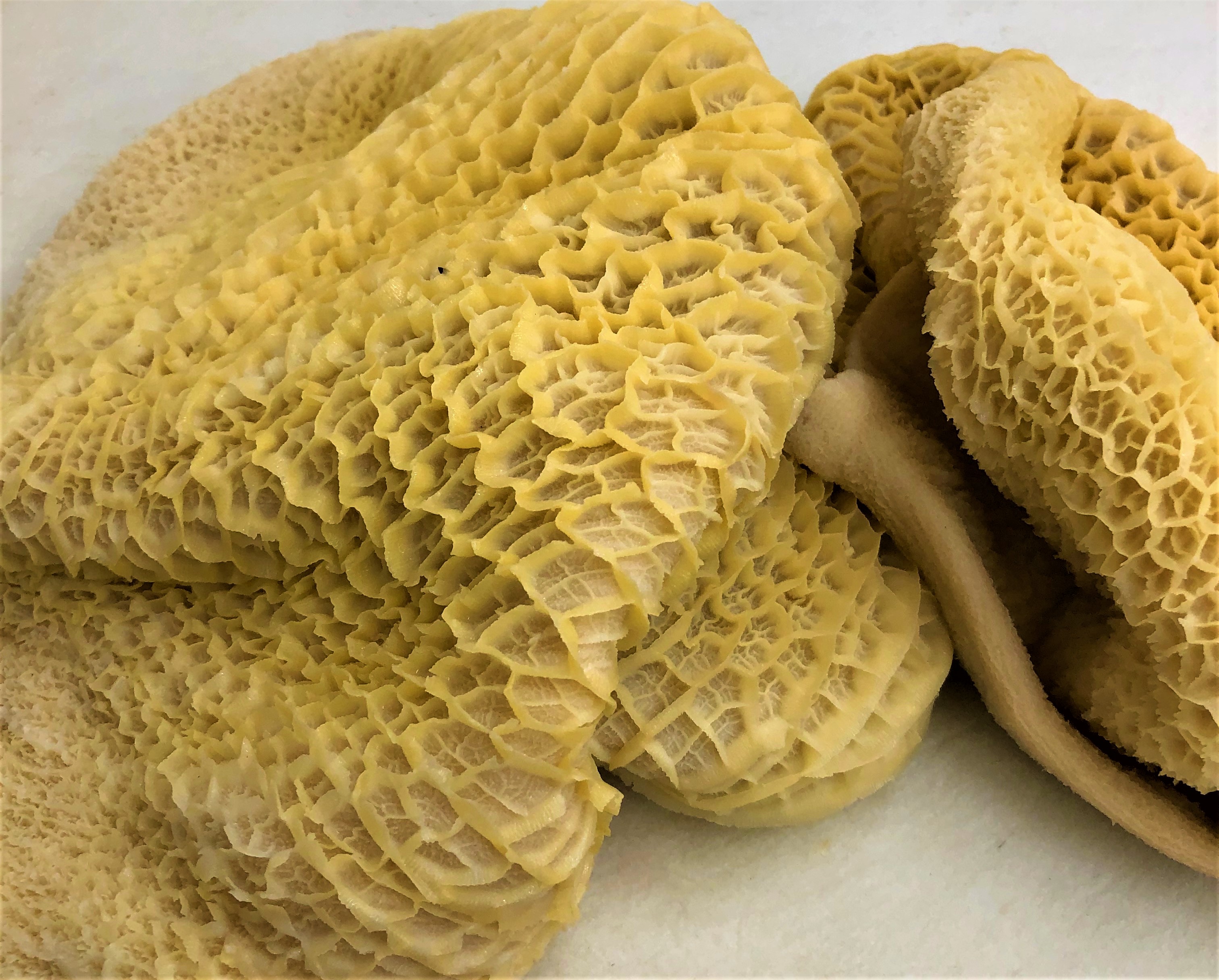 Beef Tripe (Honey Comb) – Alief African Foods